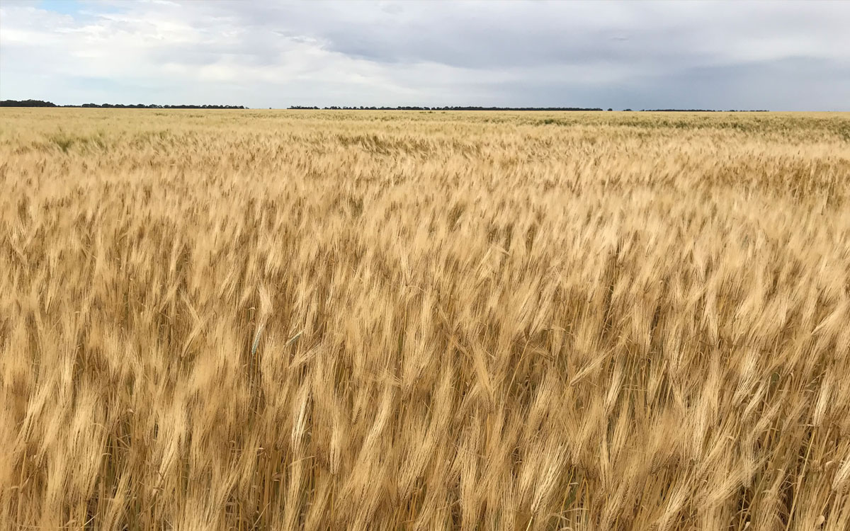 BARLEYmax®: maak de gezonde keuze, de smakelijke keuze! - Sonneveld